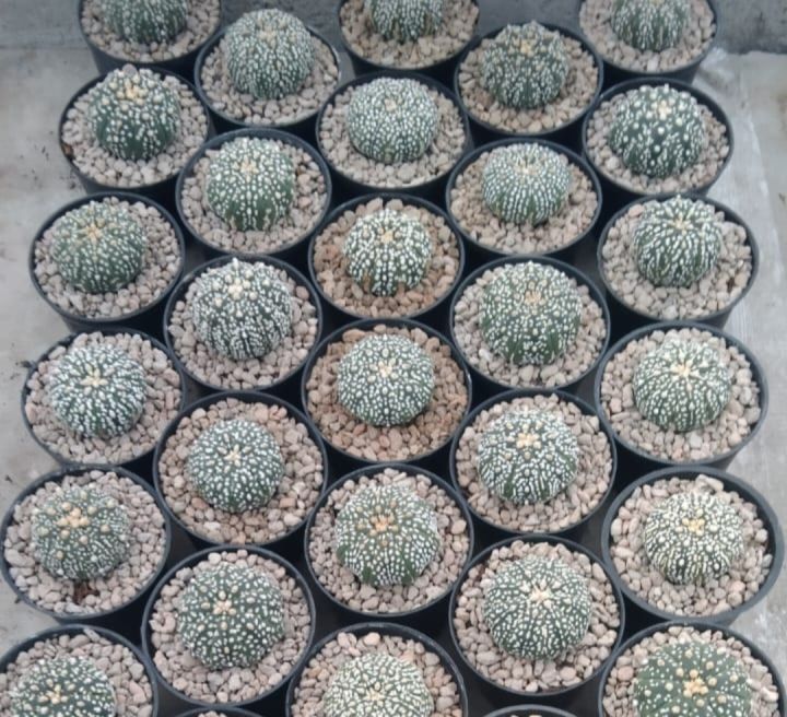 carissa cactus Bunga hias kaktus ownroot astropytum superkabuto inpor ...