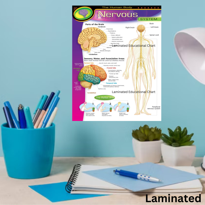 Laminated Respiratory System, Nervous System, Muscular System ...