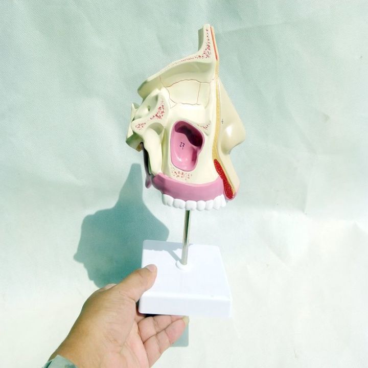 Human Nasal Anatomy Model Nasal Medicine Nose Model Ent Model Human ...