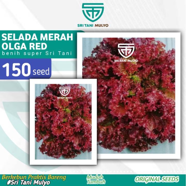 150 Bii - Benih Selada Merah OLGA RED Cocok Untuk Salad - Bibit Tanaaman Sayur Sayuran Lettuce ...