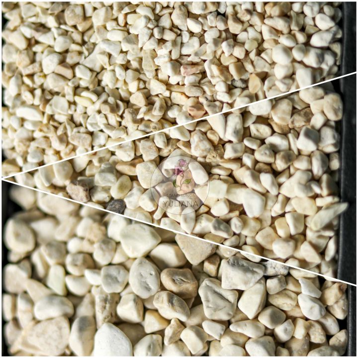 Batu alam putih 1Kg | Batu Kerikil Putih | Ampyangan Putih | Lazada ...