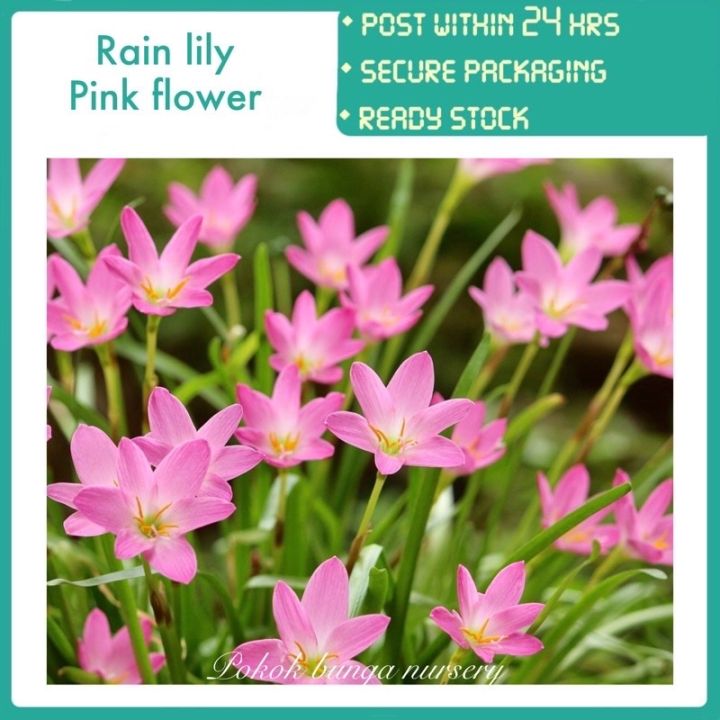 PBN - rain lily pink flower - pokok bunga nursery zephyrlily flower ...