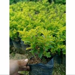 Tanaman Hias Penitian Pangkas Kuning Pagar Hidup - bunga taman ...