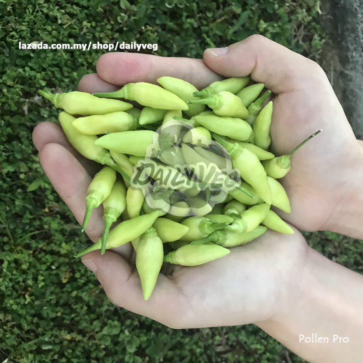 Chili Seed : Spicy White (25 seeds) 甘榜白辣椒种子 Biji Benih Cili Padi ...