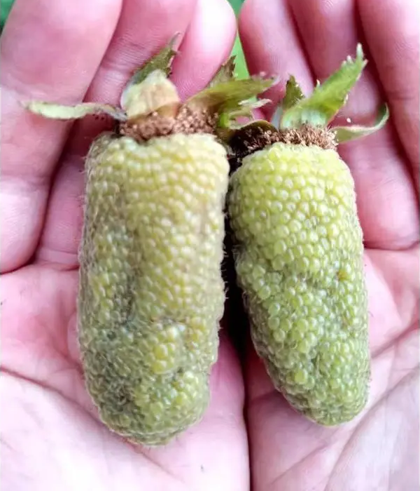 Anak Pokok Raspberry Rubus Peltatus Maxim | Lazada