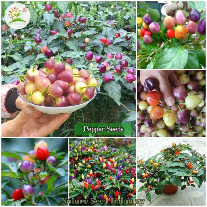 [Easy To Grow] Pepper Seeds for Planting (200 seeds/bag)丨Biji Lada丨 ...