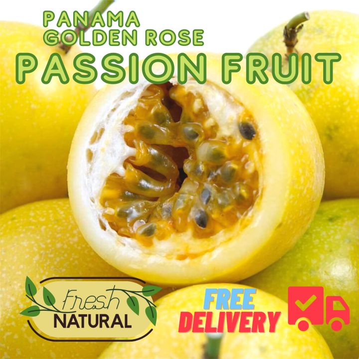 (FRESH from FARM) Local Yellow Panama Golden Rose Passion Fruit Buah ...