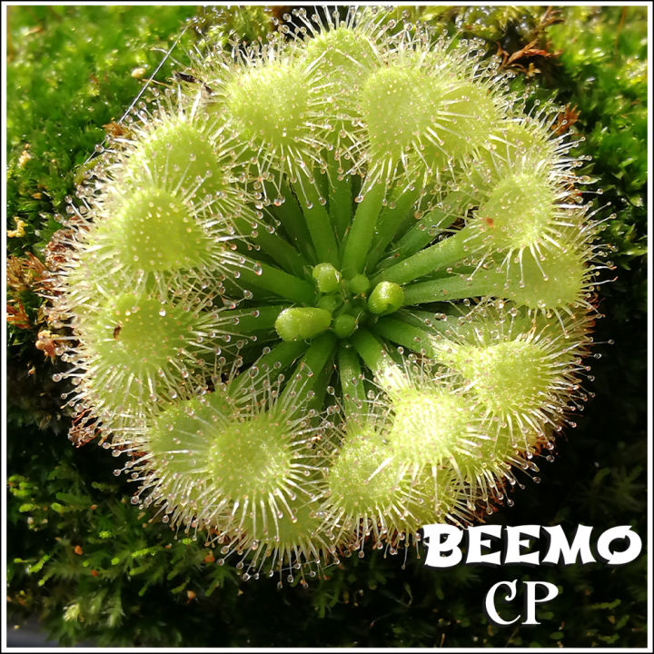 Drosera capillaris var. alba - Carnivorous Plant | Lazada