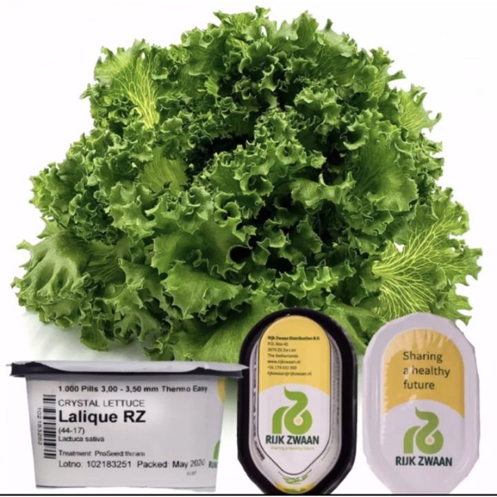 Lalique RZ Lettuce seeds 100pcs(repacked )cjj | Lazada PH