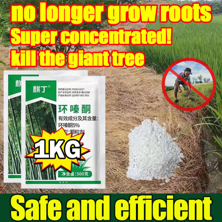 【A century-old tree dies in 1day】 Tree killer Effective control Racun ...