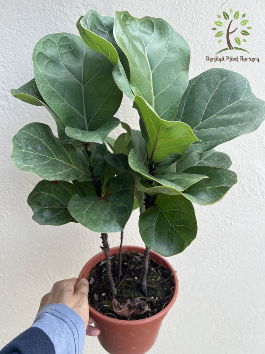 Berjaya Plant Nursery - Ficus Lyrata Bambino/Fiddle Fig(Pokok Ketapang ...