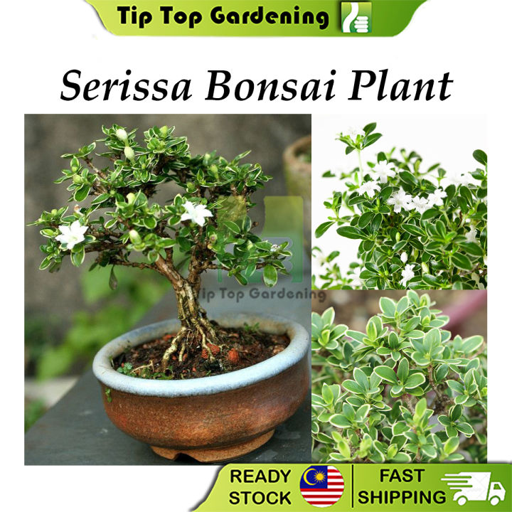 Real Live Plant Serissa Bonsai Pokok Hidup Snowrose House Plants 六月雪 ...