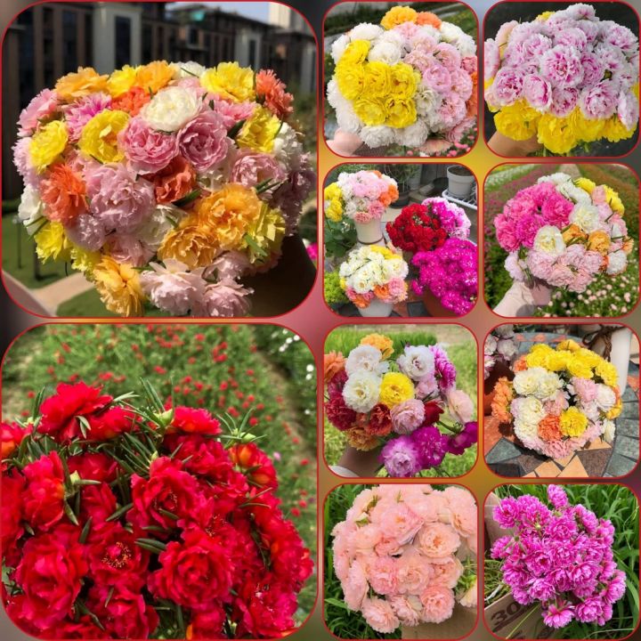 10 Keratan Bunga Rose Jepun Rose Flowers Japanese Rose cuttings ...