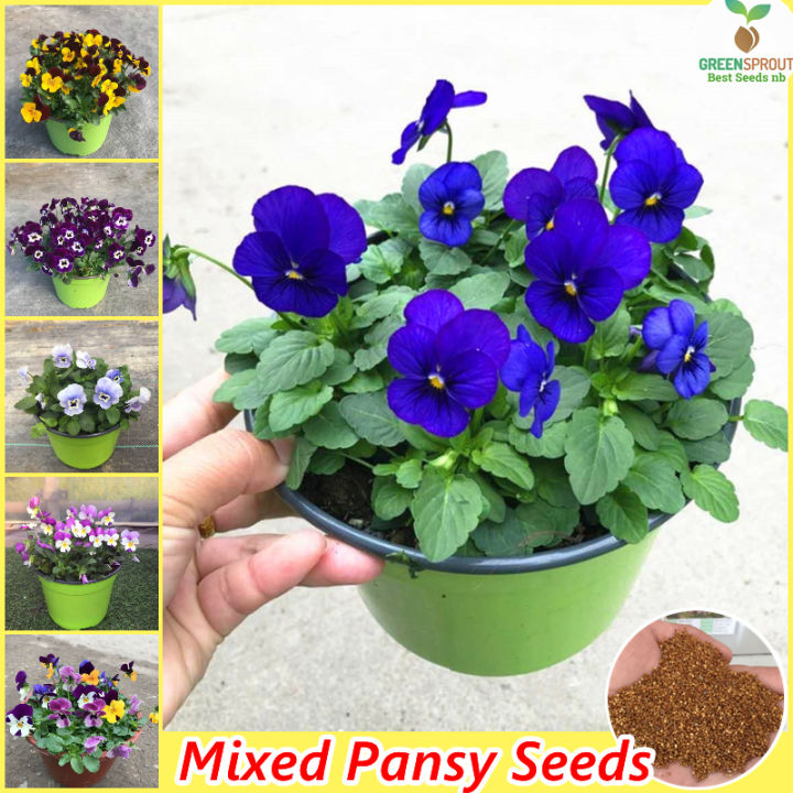 Singapore Easy To Grow丨Mixed Pansy Seed Home Gardening Seeds Assorted ...