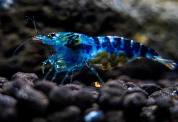 【Su's Aquatic】TAIWAN IMPORTED BLUE DRAGON BLOOD / BLUE CALCEO DRAGON ...