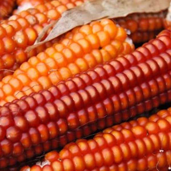 Atomic Orange Corn Seeds Rare Corn Seeds Heirloom Corn Seeds Organic ...