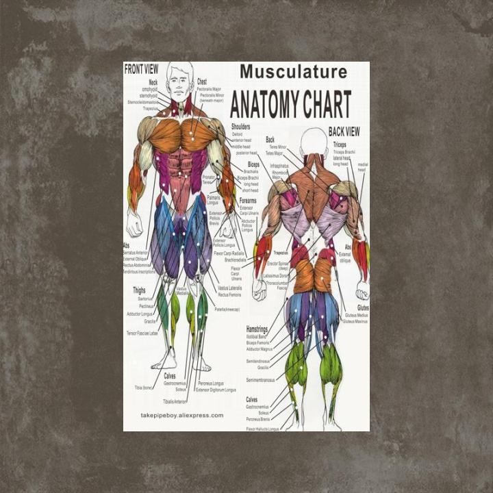 1 Piece Poster Muscle System Anatomy Poster Chart Human Body Education ...