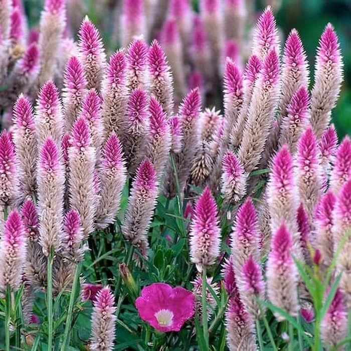 biji benih bunga flamingo feather /25 biji | Lazada Indonesia