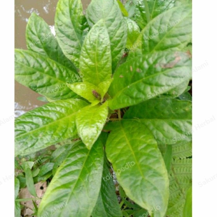 daun rendeu segar 250gram daun lalap | Lazada Indonesia