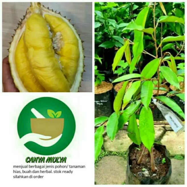 bibit pohon buah durian ochee kaki 3 - durian duri hitam kaki 3 varietas unggul | Lazada Indonesia