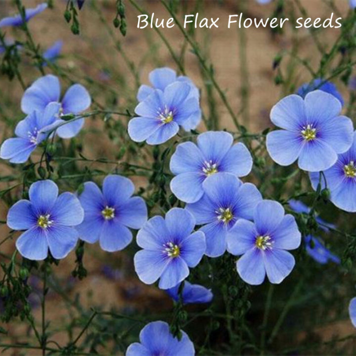 [Fast Germination] Singapore Ready Stock 100pcs Blue Flax Flower Seed ...