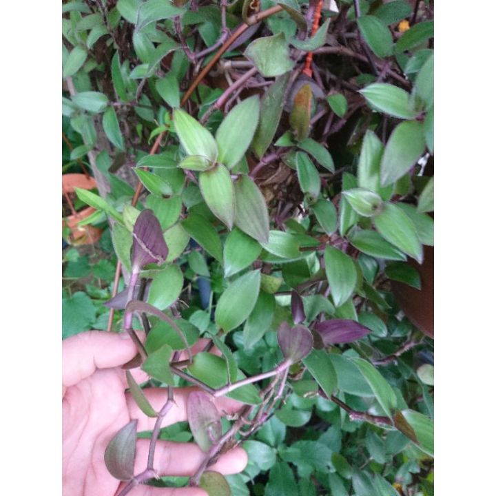 ANAK POKOK TELINGA KERA | Lazada