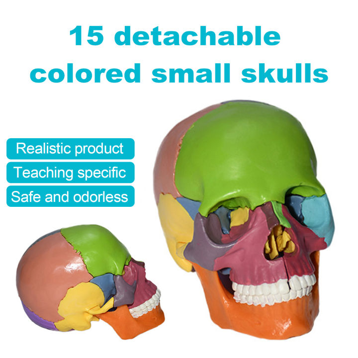 Brain Anatomy Model Neuroscience Learning Aid Interactive Kids Brain ...