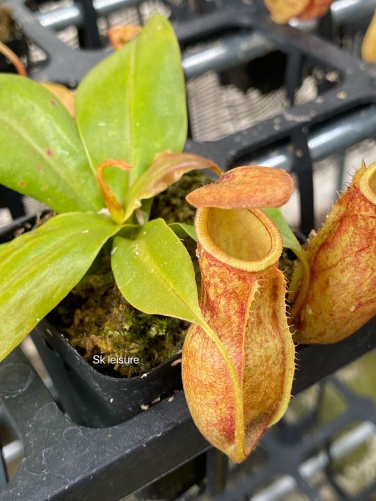 Nepenthes Gaya Tropical Pitcher Plants - Live Carnivorous plants 盖亚猪笼草 ...