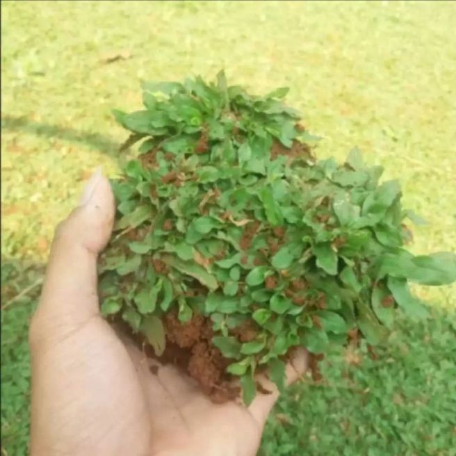 Rumput gajah mini ukuran 1meter persegi / tanaman rumput gajah mini ...