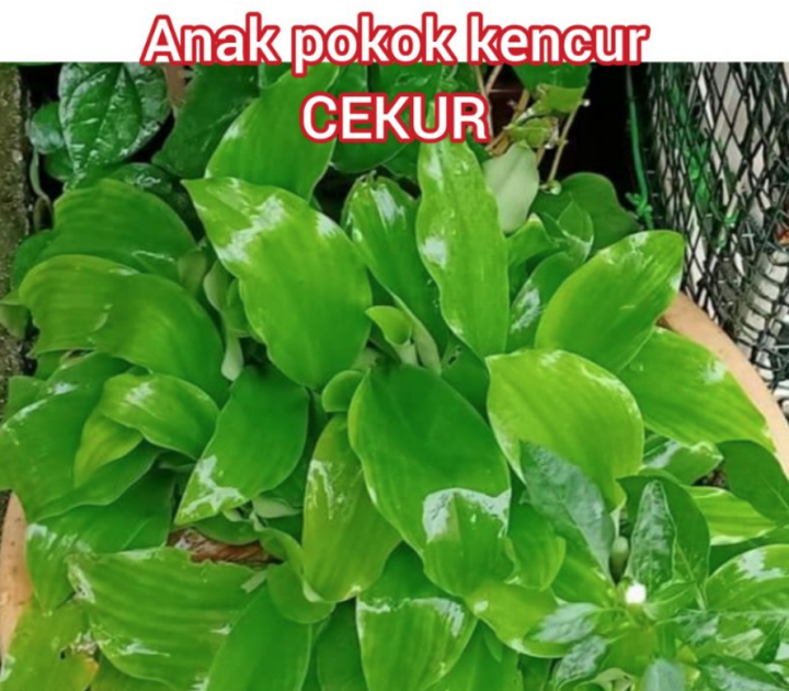 ANAK POKOK HERBA KENCUR CEKUR | Lazada