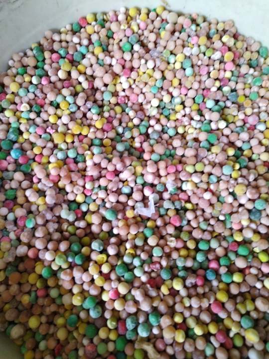 Colored Sago Big 250g | Lazada PH