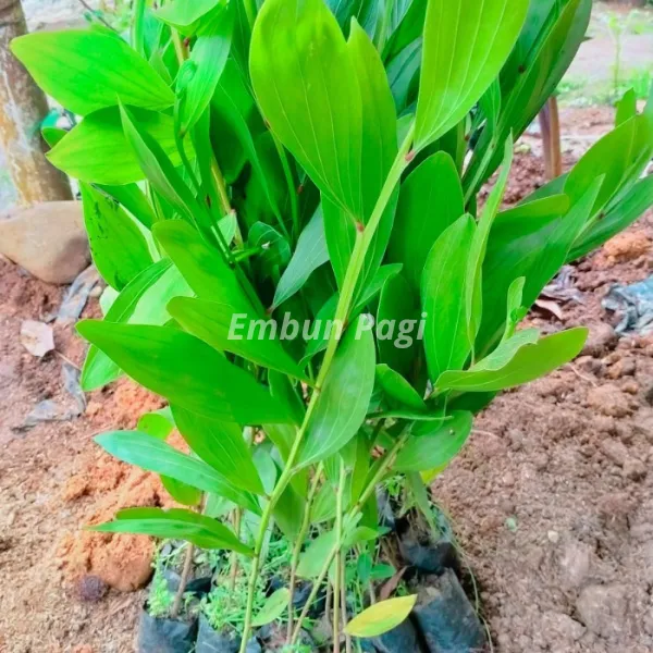 bibit akasia mangium bibit pohon akasia mangium Bibit Tanaman Kayu ...