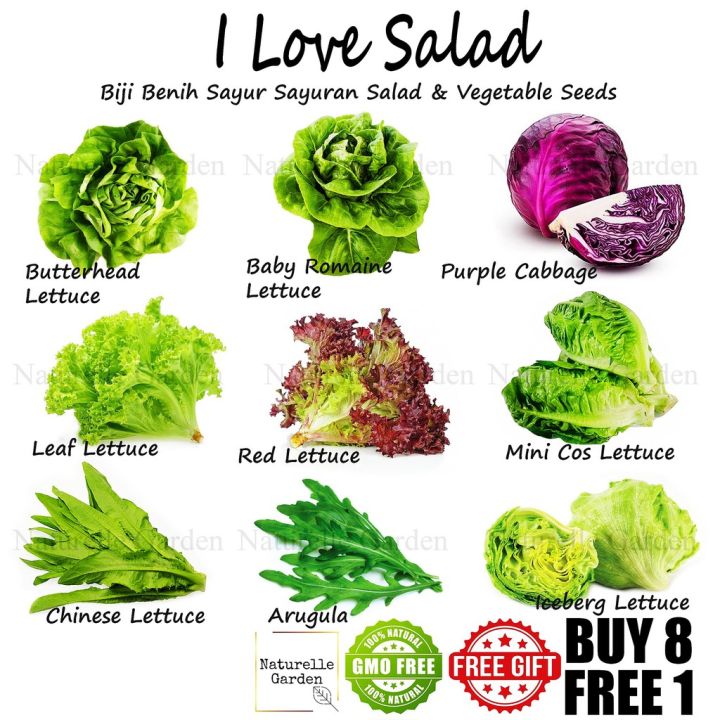 ♀Biji Benih Sayur Sayuran Vegetable Seed Benih Sayur Salad Lettuce Sawi ...