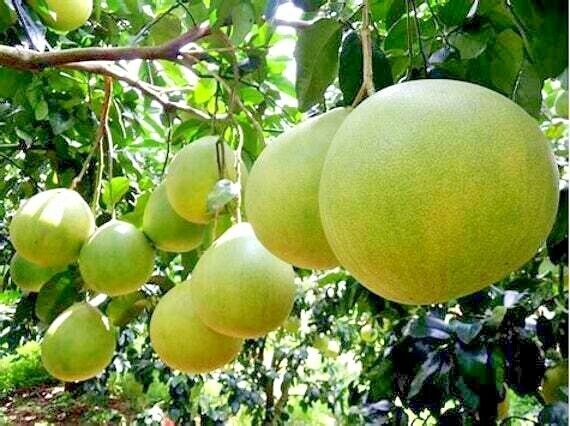 Pomelo Citrus Tree -Seeds - FREE UK DELIVERY | Lazada PH