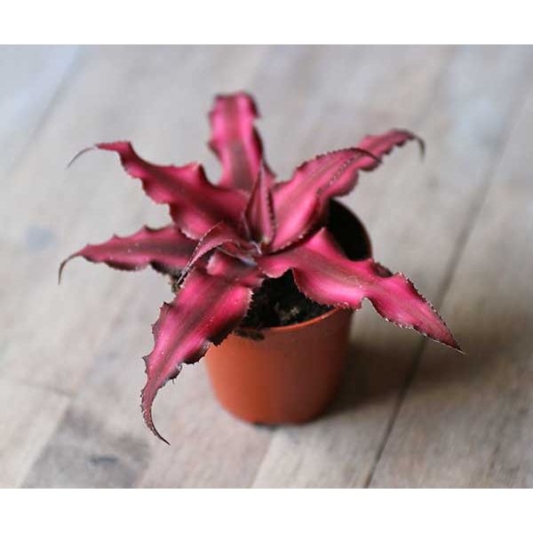 Cryptanthus Red Plant - Fresh Gardening Indoor Plant Outdoor Plant ...