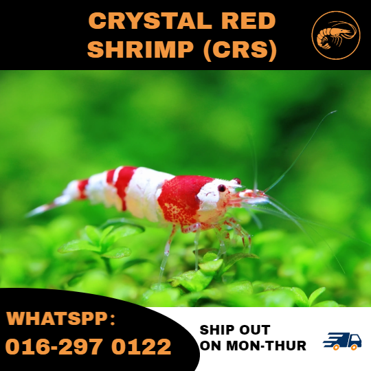 20 Free 5 !!!【NEXT DAY ARRIVAL】 Caridina Crystal Red Shrimp(CRS) with ...