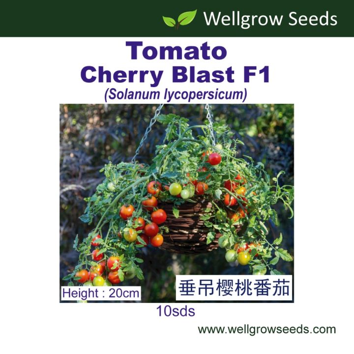 Tomato Cherry Blast F1 (10sds) (Trailing) Vegetable Seeds Wellgrow ...