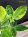 Lemon and Lime Rubber Tree (1Foot Tall - Limited Stocks Only) with FREE ...