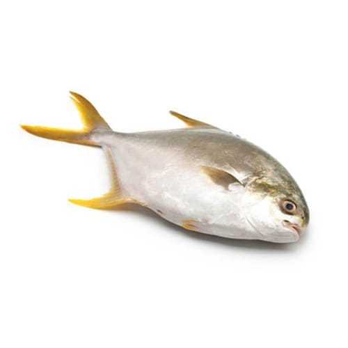 Frozen White Pampano Cleaned (400-500g) by Fishta - [Same Day Delivery ...