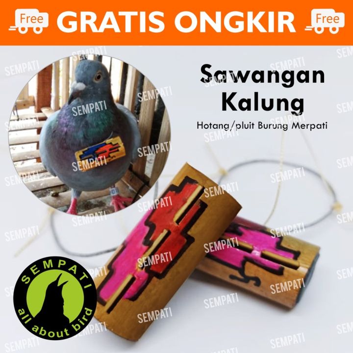 SAWANGAN MERPATI HOTANG HATONG MERPATI KALUNG SULINGAN MAINAN BURUNG ...