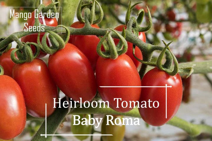 Heirloom Baby Roma Tomato Seeds - 30 Seed *Pot Friendly* Indeterminate, Cherry Roma - Mango ...