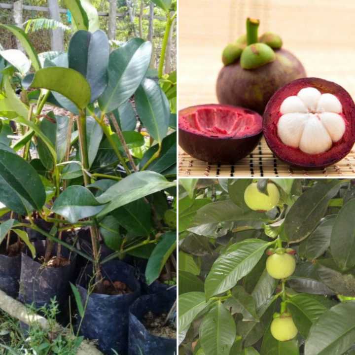 Anak Pokok Manggis Mesta Jepun Hybrid (Grafted) 3 Feet Tall (West Malaysia Only) | Lazada