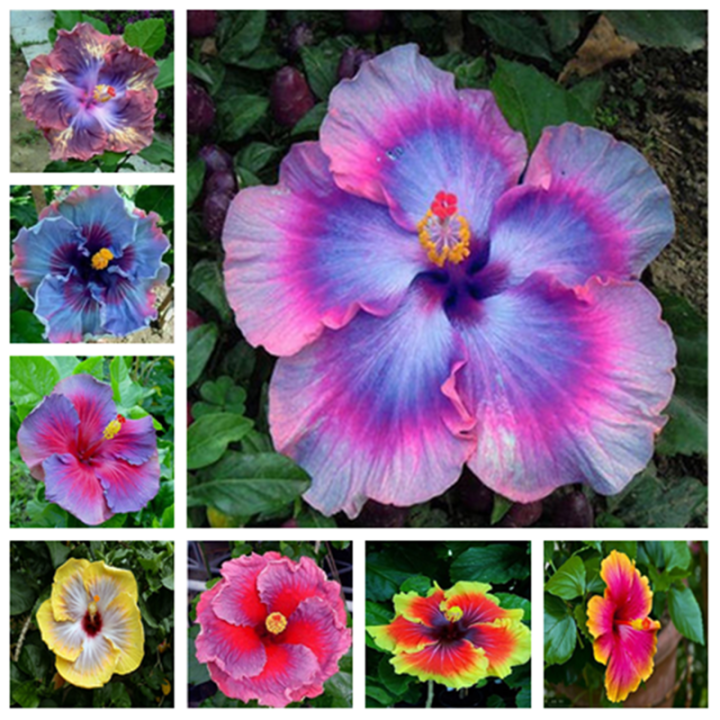 Ready Stock 100pcs Hibiscus Flower Seeds Gardening Giant Hibiscus ...