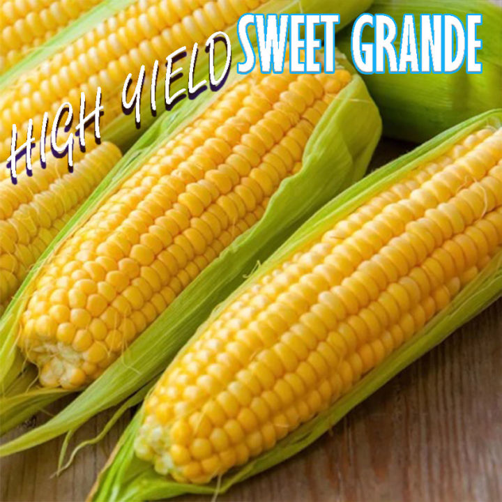 HYBRID SUPER SWEET CORN 30-40pcs SEEDS MOONAPACE | Lazada PH