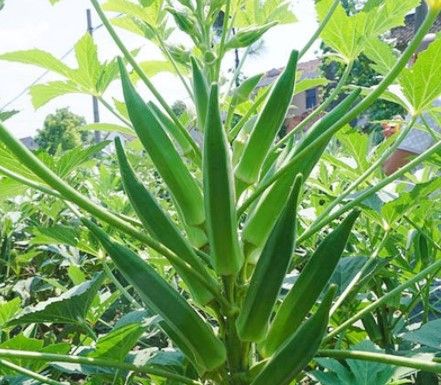 Benih Bendi Pokok Rendah 10pcs/Okra/矮树羊角豆种子 | Lazada