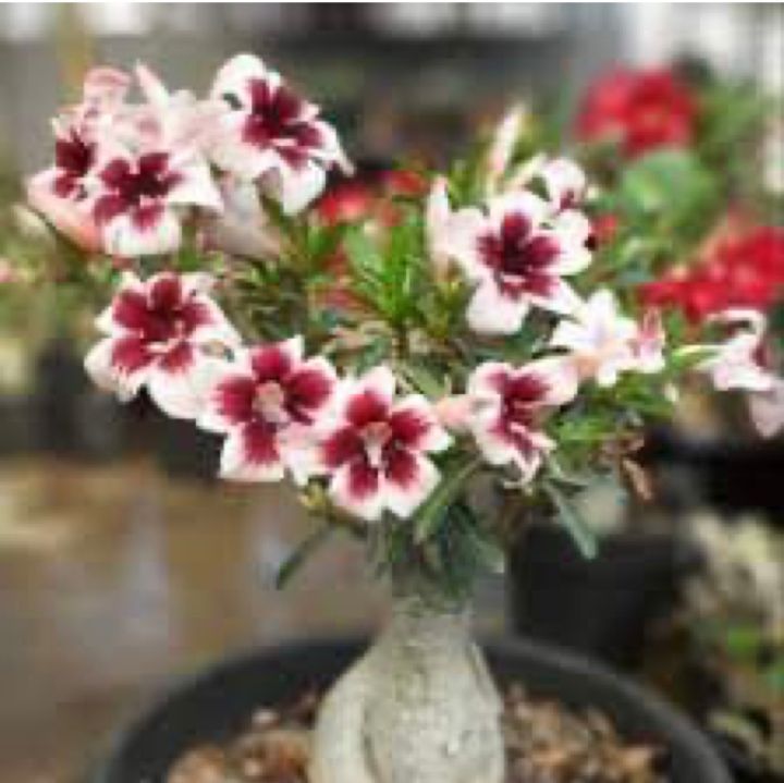 100% Legit Adenium Double Petal Seeds plus Freebie High Germinaton ...