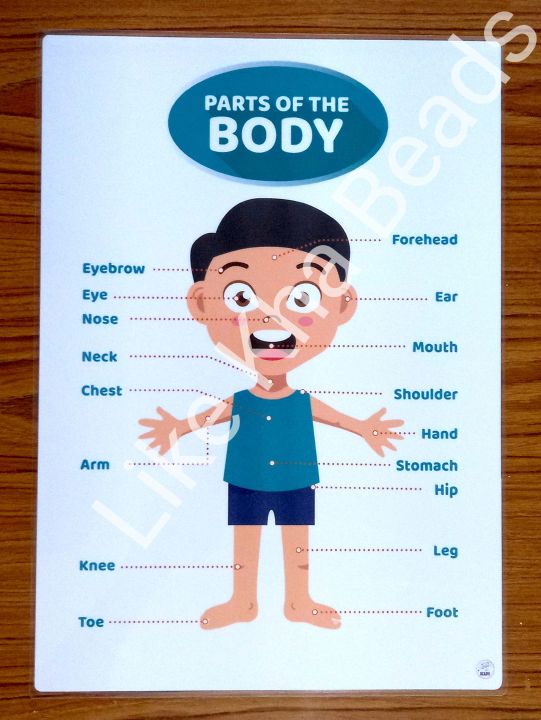 Laminated Big chart Parts of the Body (Boy Girl) Educational Chart for ...