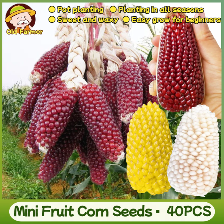100% Original Mini Friut Corn Seeds for Planting (Mini Strawberry Corn ...
