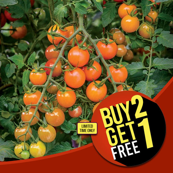 Sweet Orange Cherry Tomato Seeds - Orange Cherry Seeds -- Orange Tomato ...