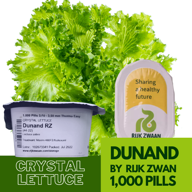 Dunand by Rijk Zwaan | RZ | Crystal Lettuce Seed | Lazada PH